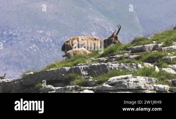 Mountain top animal Stock Videos & Footage - HD and 4K Video Clips - Alamy