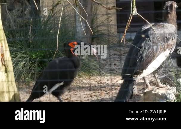 Beak bill predator Stock Videos & Footage - HD and 4K Video Clips - Alamy