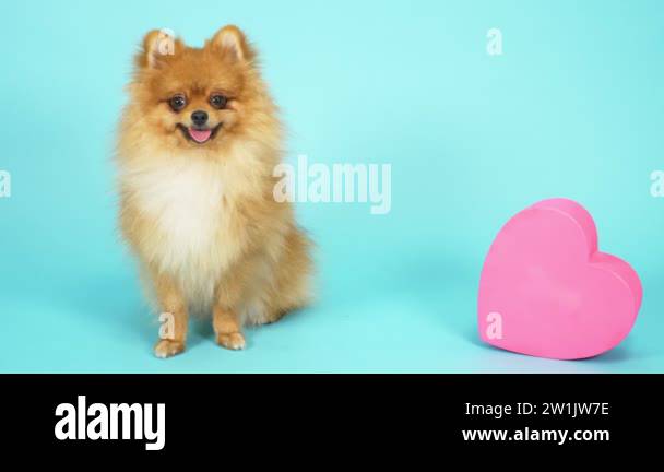 Blue spitz Stock Videos & Footage - HD and 4K Video Clips - Alamy