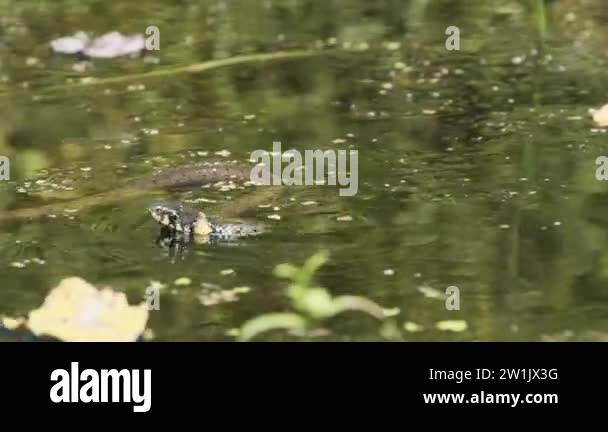 Water Snake Swims through River of Swamp Thickets and Algae Stock Video ...