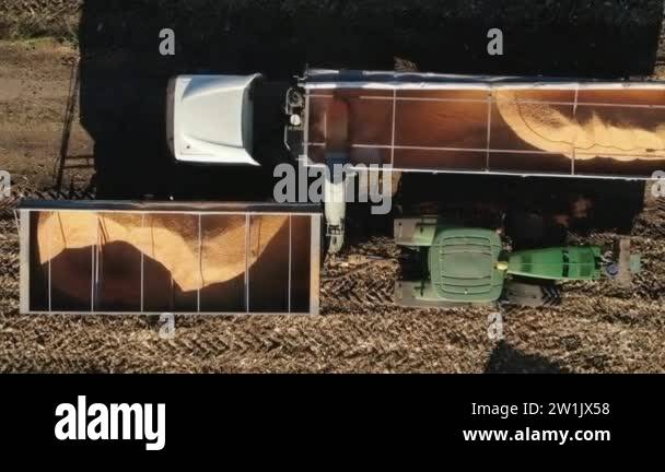Harvester Auger Unloading Harvested Corn into Trailer. Corn Falling ...