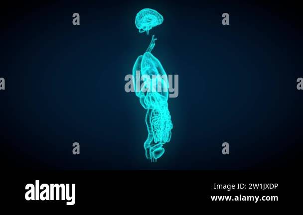 Female organs x-ray scan - rotating on dark background - concept for ...