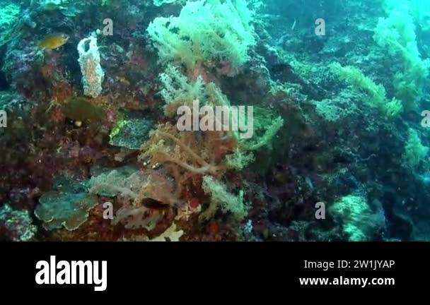 Underwater white tropical coral Gorgonaria on seabed of Philippine Sea ...