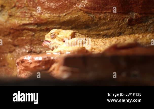 Wet lizard Stock Videos & Footage - HD and 4K Video Clips - Alamy