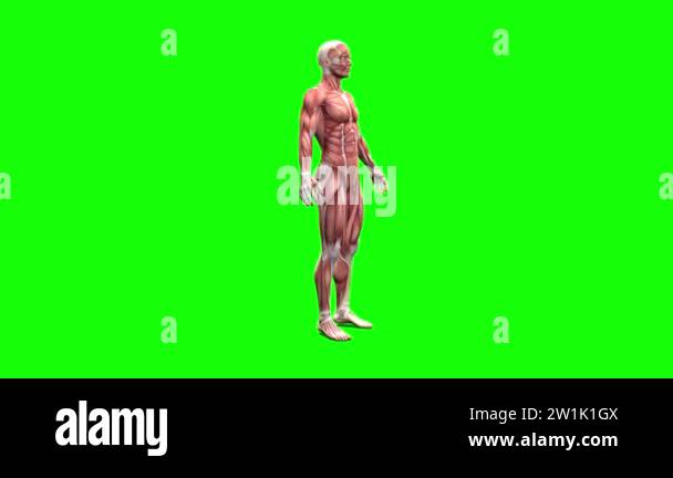 Male body anatomy - muscle map rotating on green screen - man ...