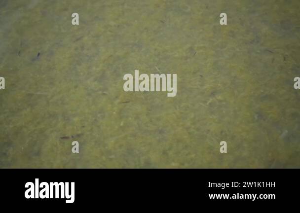 Floating green algae on water Stock Videos & Footage - HD and 4K Video ...