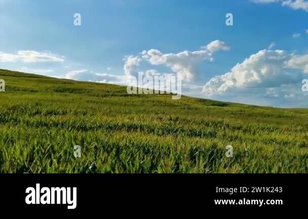 Field of corn with the long leaves fluttering in the breeze of the ...