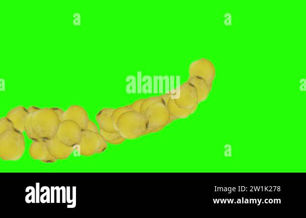 Lemons group falling transition animation green screen chroma key Stock ...