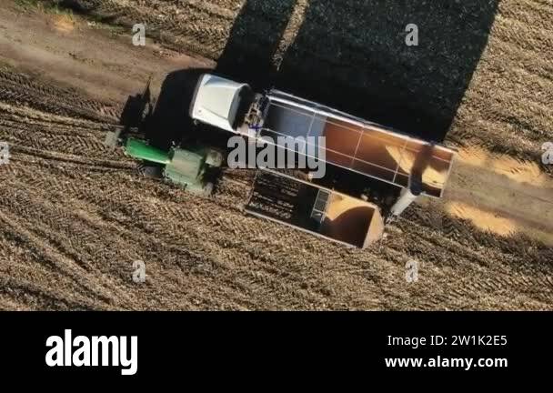 Harvested Corn Being Transferred to a Truck. Corn Falling from Combine ...