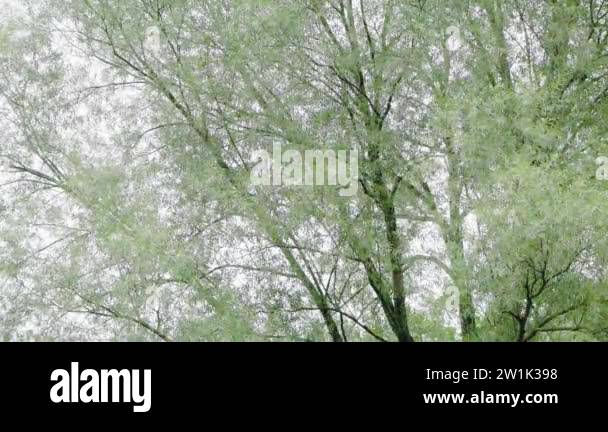 Landscape with high willows with crown rustling in the wind over the ...