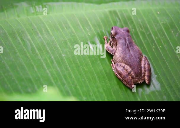 Amphibian foot Stock Videos & Footage - HD and 4K Video Clips - Alamy
