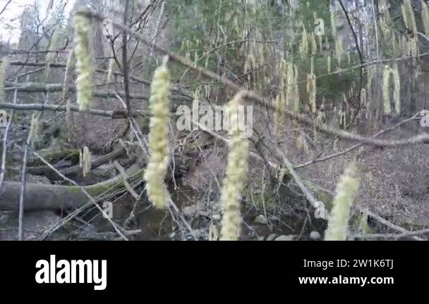 Aglet tree Stock Videos & Footage - HD and 4K Video Clips - Alamy