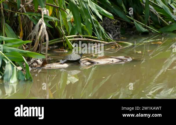 Turtle on a tree branch Stock Videos & Footage - HD and 4K Video Clips ...