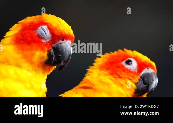 4K The sun parakeet beautiful colours of yellow orange and red ...