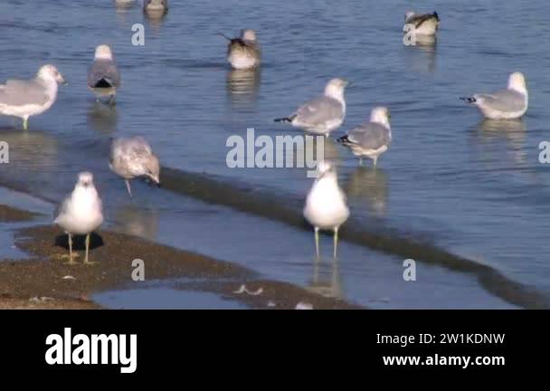 Freshwater fowl Stock Videos & Footage - HD and 4K Video Clips - Alamy