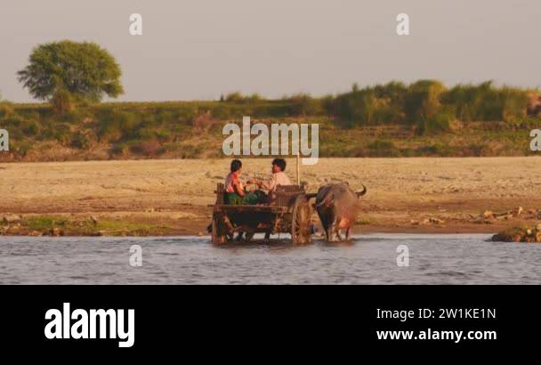 Traditional bull cart Stock Videos & Footage - HD and 4K Video Clips ...