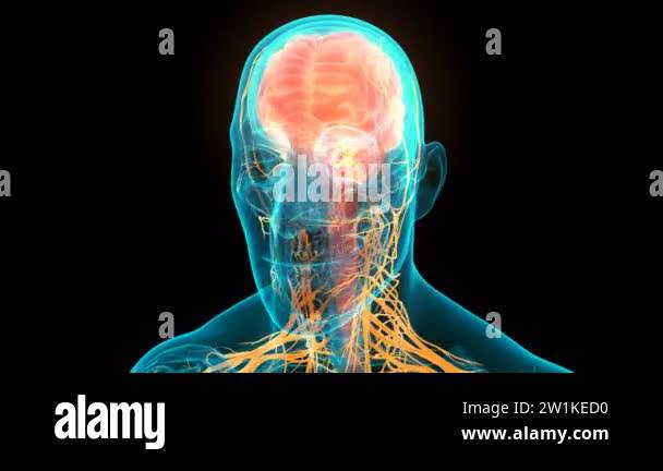 3D Animation Concept of Central Organ of Human Nervous System Brain ...