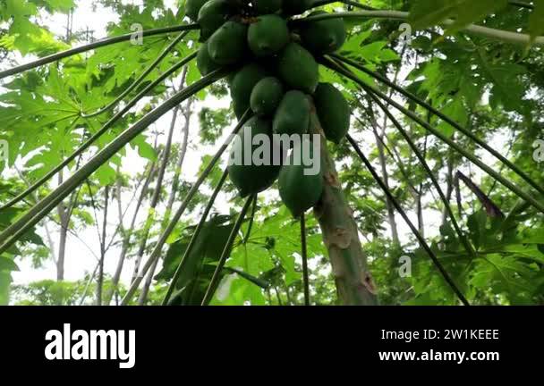 Papaya tree with ripening fruit Stock Videos & Footage - HD and 4K ...