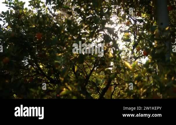 Orange tree with fruits in orange garden on a sunshine day. Natural ...