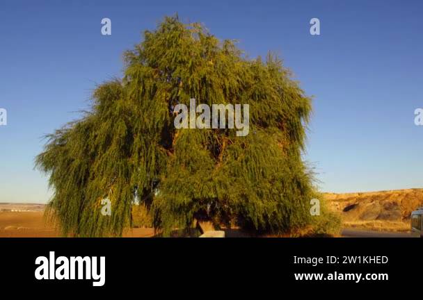 A giant willow tree Stock Videos & Footage - HD and 4K Video Clips - Alamy