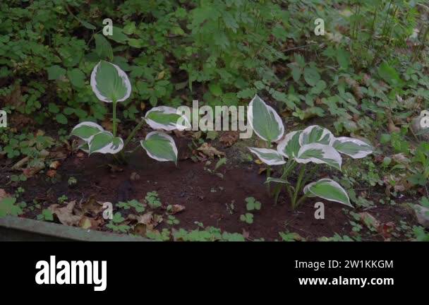 Hosta garden border Stock Videos & Footage - HD and 4K Video Clips - Alamy