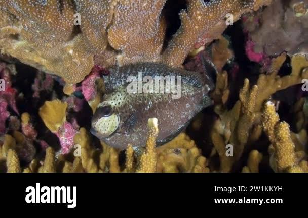 Fish sea carp on coral reef on underwater seabed of Philippine Sea ...