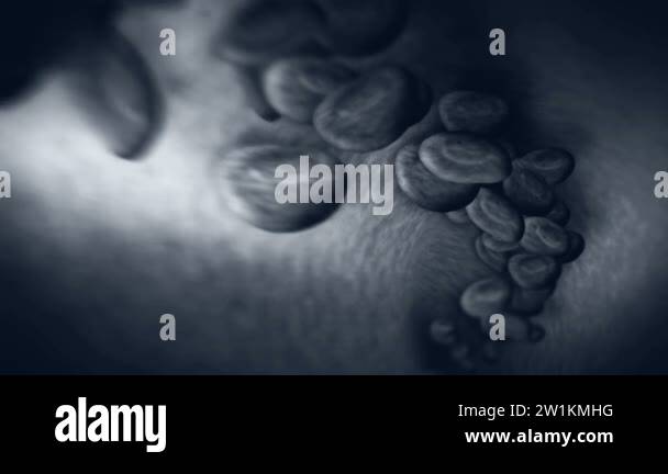 Human circulatory system. 3D loop animation of human blood vessel with ...