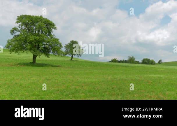 two single trees, one big the other small on a hill with green meadow ...