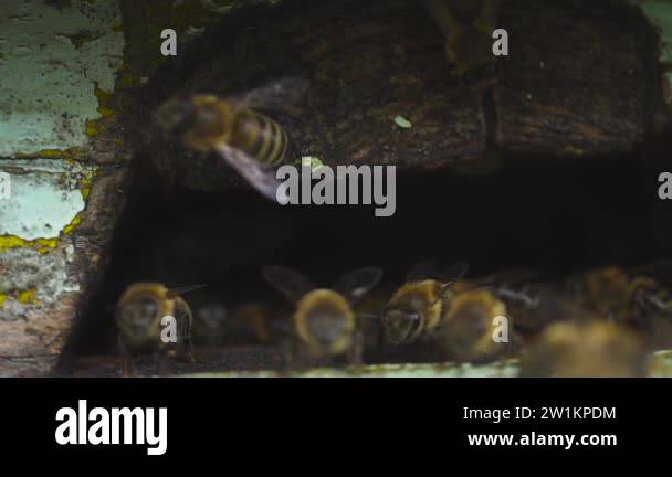 Bees honey feet Stock Videos & Footage - HD and 4K Video Clips - Alamy