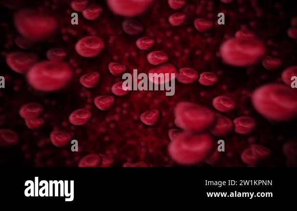 Red blood cells floating through blood and circulating in the vessels ...