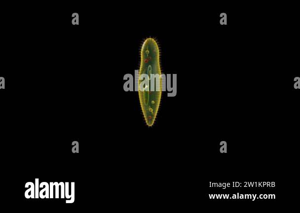 Microscopic image of paramecium Stock Videos & Footage - HD and 4K ...