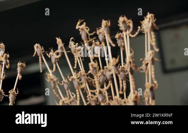 Scorpion stick Stock Videos & Footage - HD and 4K Video Clips - Alamy