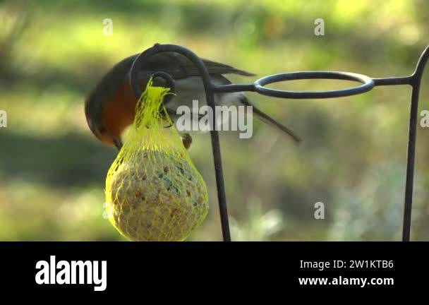 Beautiful fat robin Stock Videos & Footage - HD and 4K Video Clips - Alamy