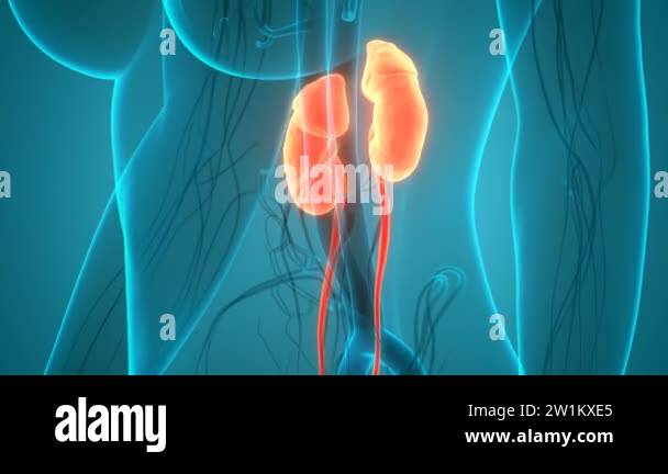 Bladder urinary healthy anatomy Stock Videos & Footage - HD and 4K ...