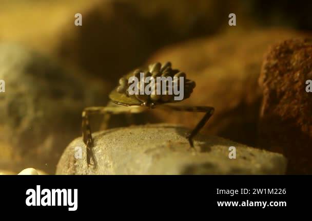 Young water bugs hatching off their father's back Stock Video Footage ...