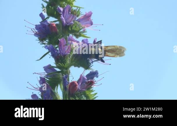 Sphecius speciosus in family Crabronidae, cicada killer or cicada hawk ...