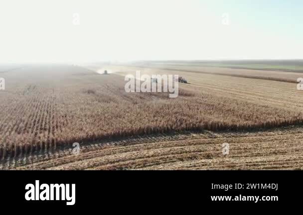 Corn Harvesting with Machinery in Autumn. Farming and agriculture ...