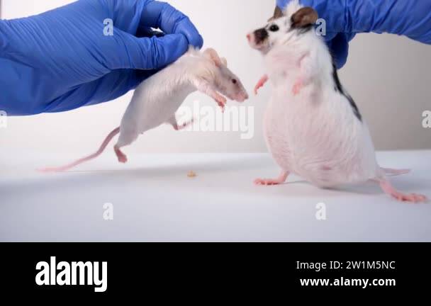 Fat mice rodent Stock Videos & Footage - HD and 4K Video Clips - Alamy