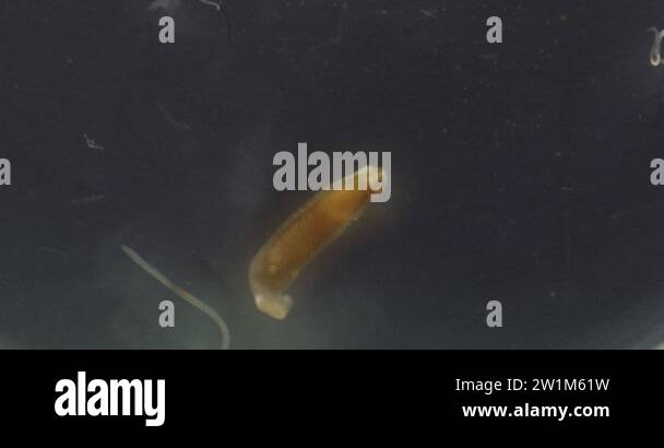 Parasite in fish Stock Videos & Footage - HD and 4K Video Clips - Alamy
