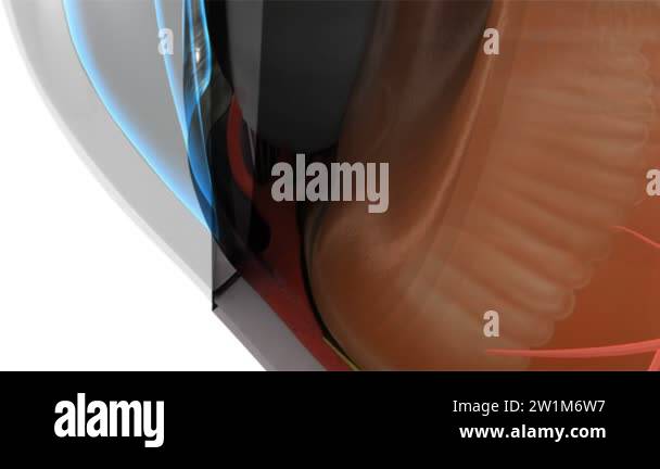 Normal nerve structure Stock Videos & Footage - HD and 4K Video Clips ...