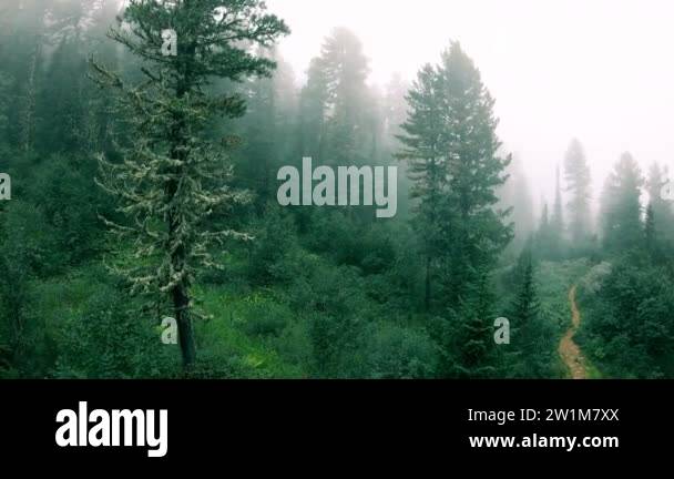 People forest fog Stock Videos & Footage - HD and 4K Video Clips - Alamy