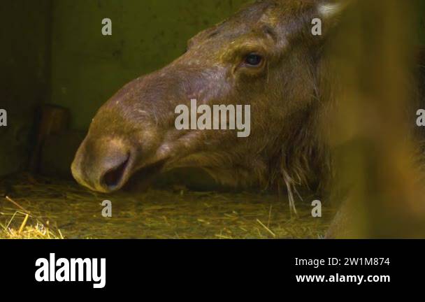 Moose head close up. Moose face profile facing left. The moose is ...