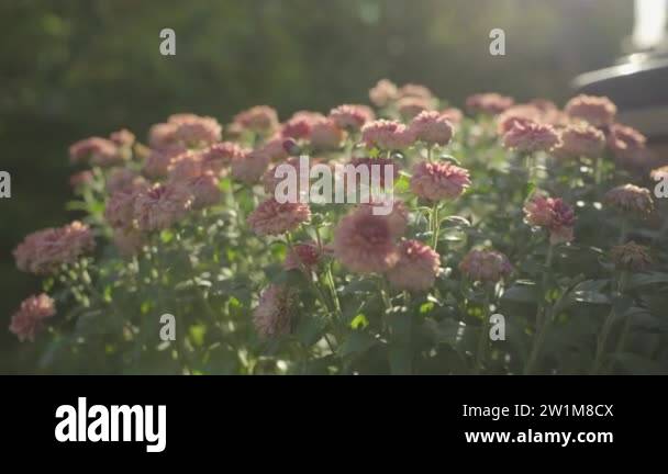 Sun rose rock rose Stock Videos & Footage - HD and 4K Video Clips - Alamy