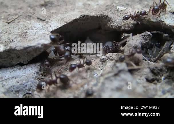 Ants working Stock Videos & Footage - HD and 4K Video Clips - Alamy