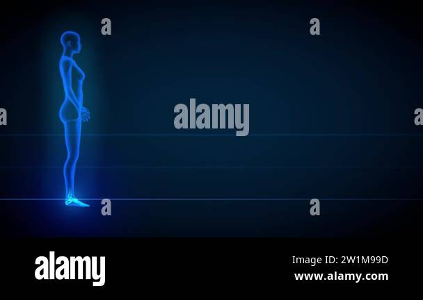 3 different 3D seamless looping animations in 1, female body side view ...