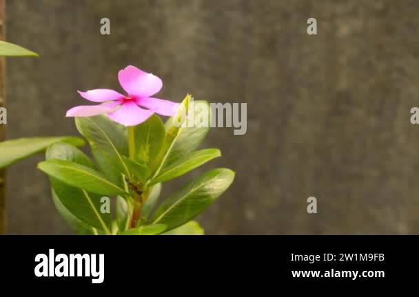 Rose vine design Stock Videos & Footage - HD and 4K Video Clips - Alamy