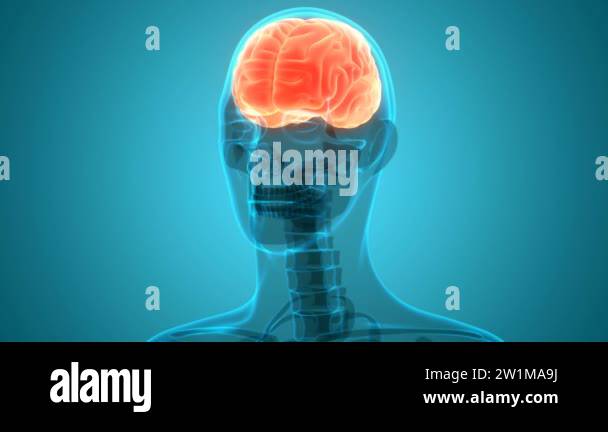 3D Animation Concept of Central Organ of Human Nervous System Brain ...