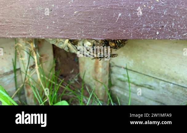 Paper wasp nest on wooden fence close up, angry wasps coming out of ...
