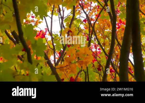Camera Among the Branches of Autumn Maple. An upward-facing camera ...