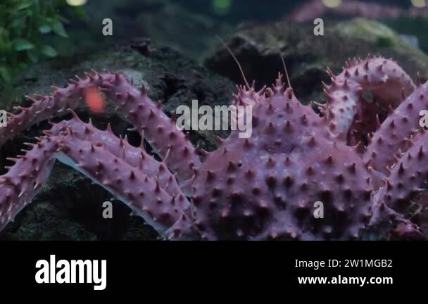 Fishing deadliest catch Stock Videos & Footage - HD and 4K Video Clips ...